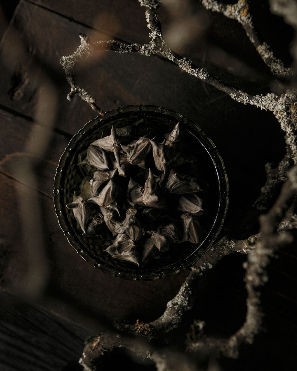 Devil Pods – Circe Curio