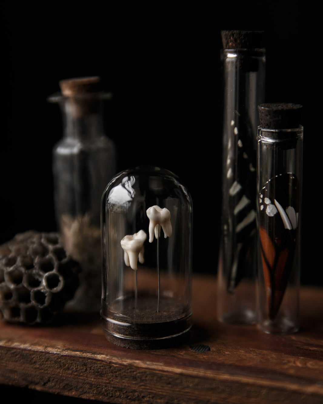 Curiosities – Circe Curio